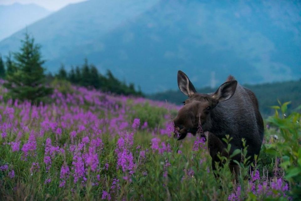 Anchorage: Sunset Photo Safari - Detailed Breakdown of the Itinerary