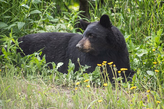 Anchorage to Seward- Pre-Cruise Curated Wildlife Tour +Transfer - FAQs