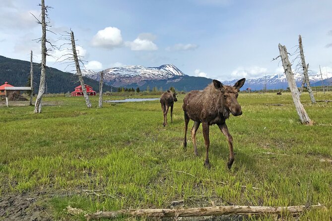 Anchorage to Seward Wildlife Adventure - The Scenic Journey from Anchorage to Seward