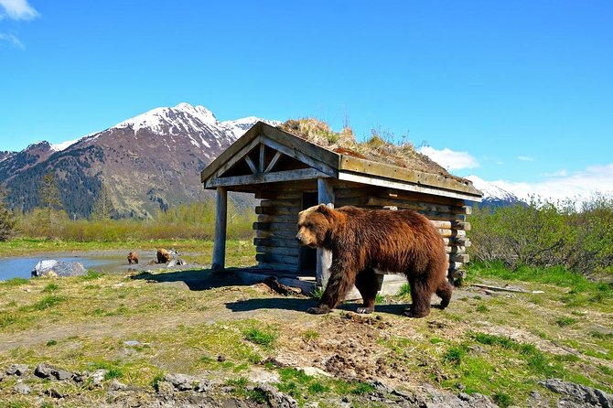 Anchorage to Whittier Cruise Transfer and Private Tour - Key Points