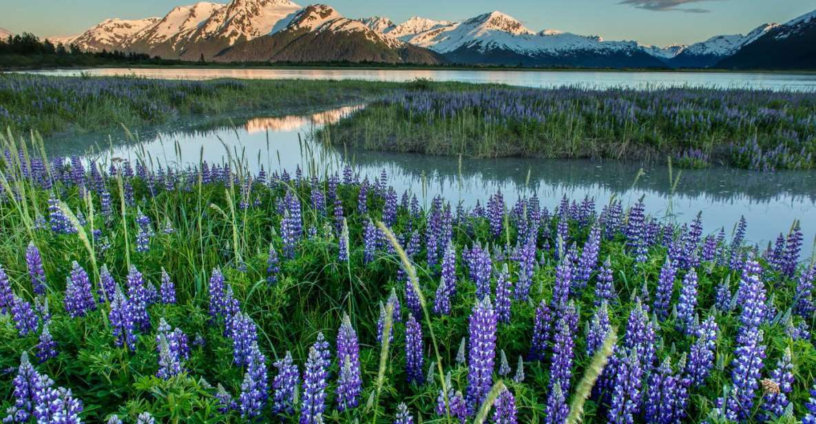 Anchorage: Turnagain Arm Highlights Photography Day Trip - Key Points