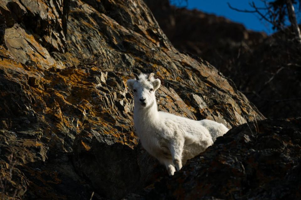 Anchorage: Turnagain Arm Highlights Photography Day Trip - What You Can Expect from the Tour