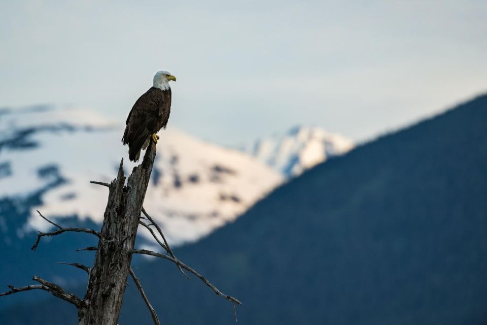 Anchorage: Turnagain Arm Highlights Photography Day Trip - Value for Money