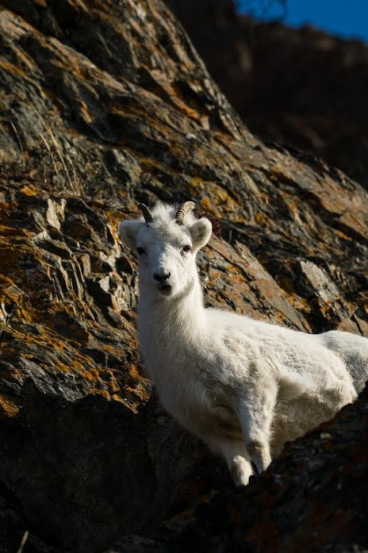 Anchorage: Turnagain Arm Highlights Photography Day Trip - FAQ