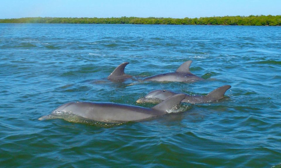Anna Maria Island and Bradenton: Sunset Kayak Dolphin Tour - Who Would Love This Tour?