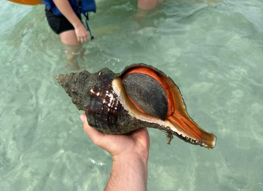 Anna Maria Island: The Island Kayak Tour - An In-Depth Look at the Anna Maria Island Kayak Tour