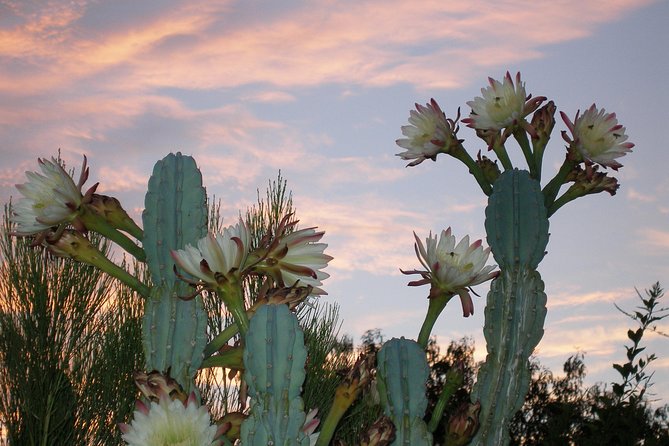 Apache Trail and Dolly Steamboat Van Tour - Food and Beverage