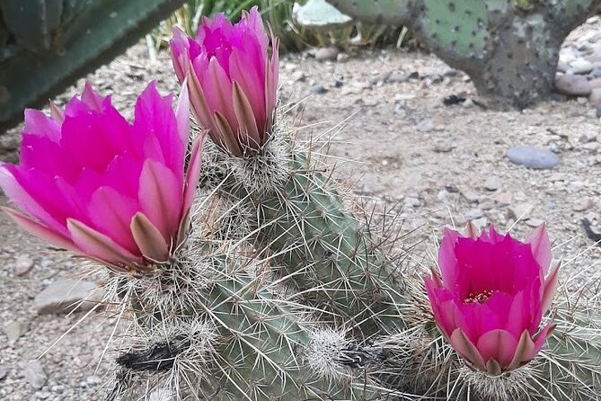 Apache Trail Private Half-Day Tour - Exploring the Apache Trail: A Closer Look