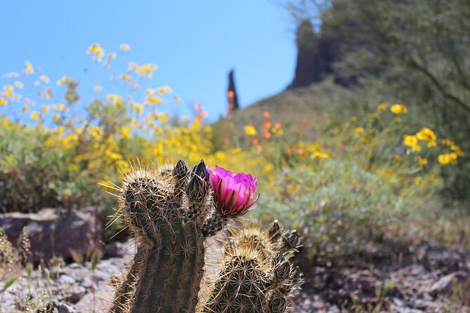 Apache Trail Private Half-Day Tour - Pricing & Value