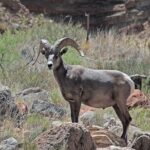 Apache Trail with Dolly Steamboat - Superstition Mountain Museum: A Taste of Western History