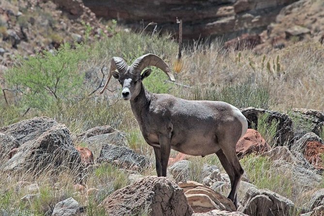 Apache Trail with Dolly Steamboat - Superstition Mountain Museum: A Taste of Western History