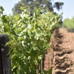 Apple Hill Wine Tasting Tours And Placerville wine tasting tours - What’s Included and What’s Not