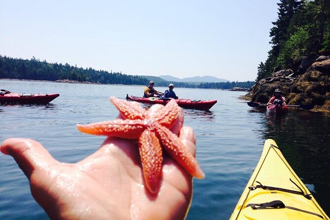Aqua Safari Kayak tour departing Southwest Harbor - In-Depth Look at the Experience