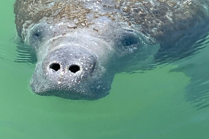 Aqua Sol Adventures 2.5 Hour Private Snorkeling & Shelling tour - Key Points
