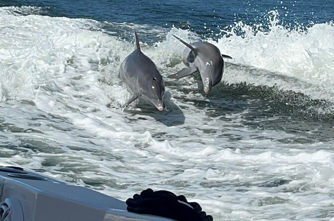 Aqua Sol Adventures-4.5 hour Private Snorkeling,Dolphin,shelling - Key Points