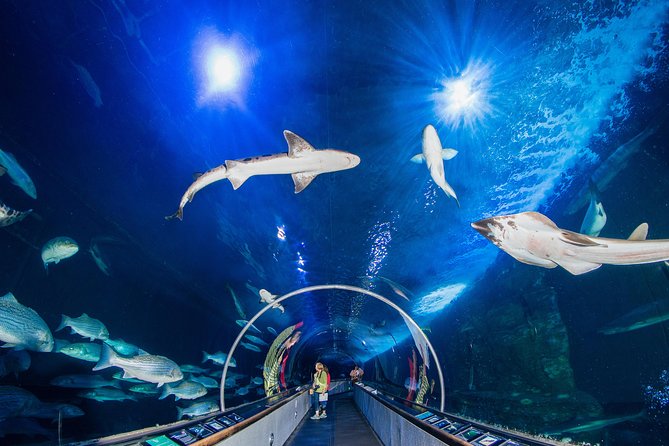Aquarium of the Bay General Admission Ticket - Key Points