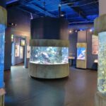 Aquarium of the Bay General Admission Ticket - What’s Included in the Ticket