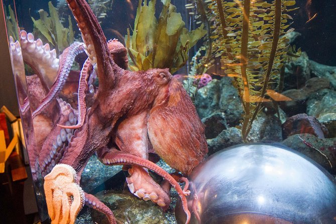 Aquarium of the Bay General Admission Ticket - The Verdict: Is It Worth It?