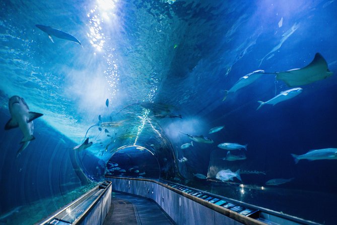 Aquarium of the Bay General Admission Ticket - FAQs
