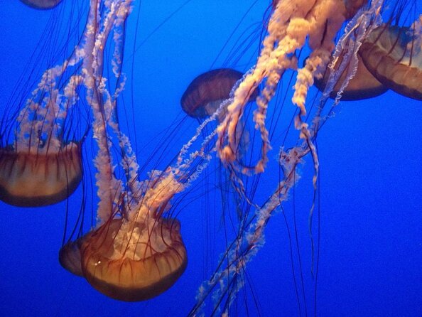 Aquarium of the Bay VIP Experience - Key Points