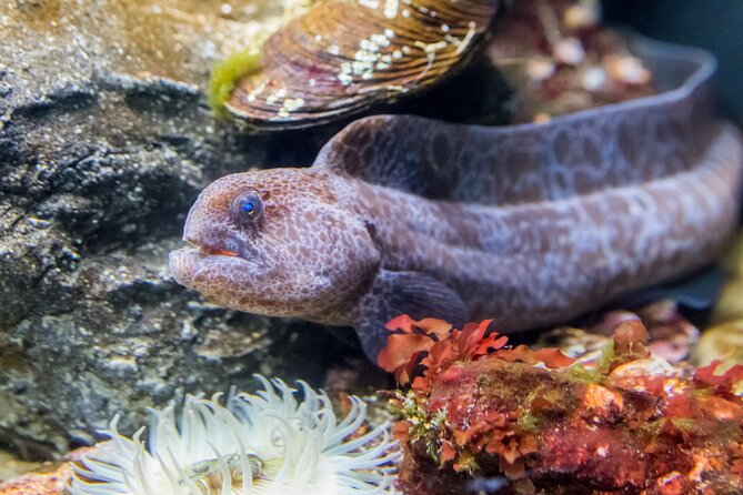 Aquarium of the Bay VIP Experience - Practical Details & Tips
