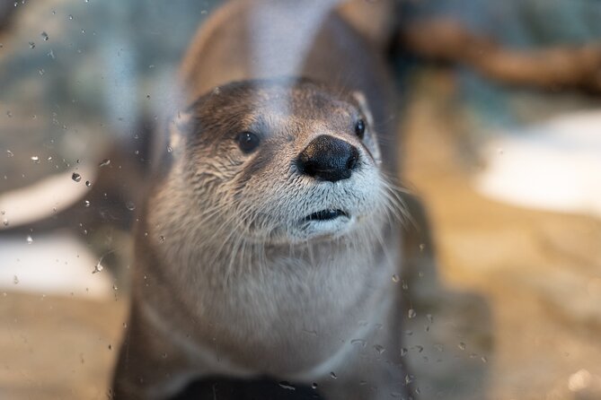 Aquarium of the Bay VIP Experience - Who Should Consider This Tour?