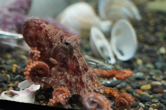 Aquarium of the Bay VIP Experience - FAQ