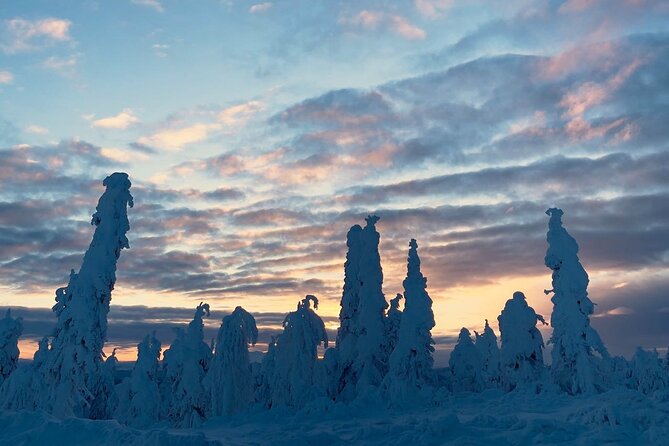 Arctic Circle Day Tour Adventure - The Value of This Tour