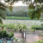 Arizona Winery All-Inclusive Tour with Lunch & Tastings - Who Is This Tour Best For?