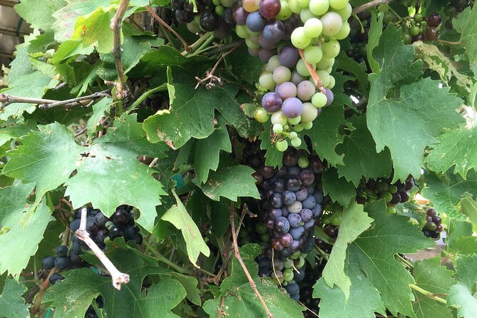 Arizona Winery All-Inclusive Tour with Lunch & Tastings - Final Thoughts