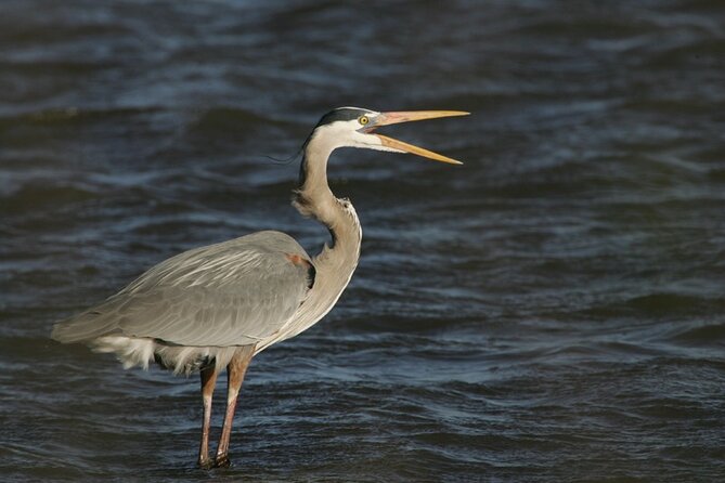 Assateague Horses, Herons and Happy Hour Cruise - Introduction