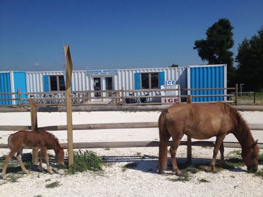 Assateague Island: Bike Rental from the Bayside Stand - An Authentic Way to Explore Assateague Island