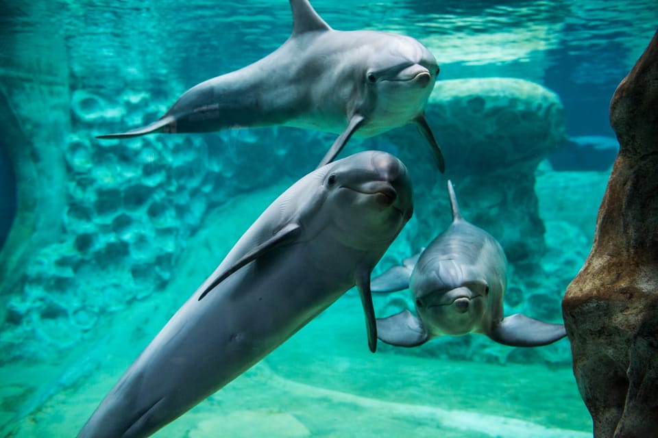 Atlanta: Georgia Aquarium Skip-the-Box-Office Entry Ticket - The Experience: How It Feels