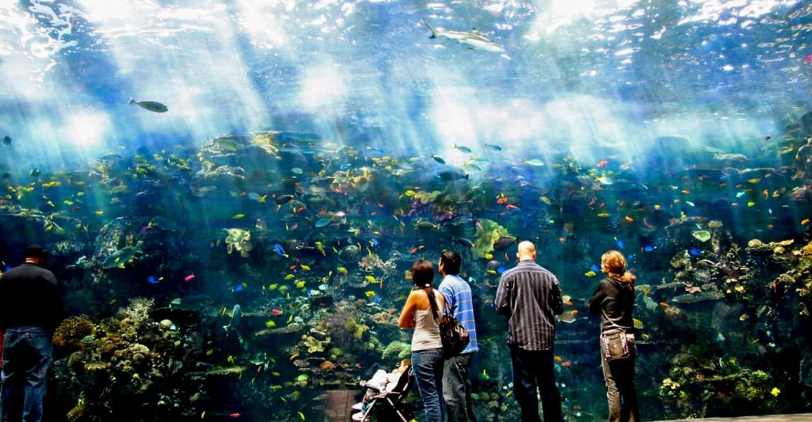 Atlanta: Georgia Aquarium Skip-the-Box-Office Entry Ticket - Practical Tips for Visiting