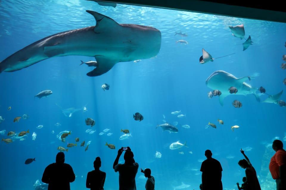 Atlanta: Georgia Aquarium Skip-the-Box-Office Entry Ticket - Who Is This Tour Perfect For?