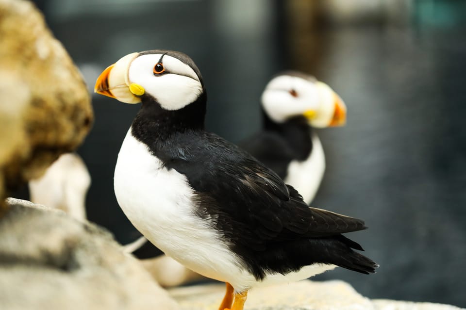 Atlanta: Georgia Aquarium Skip-the-Box-Office Entry Ticket - Frequently Asked Questions