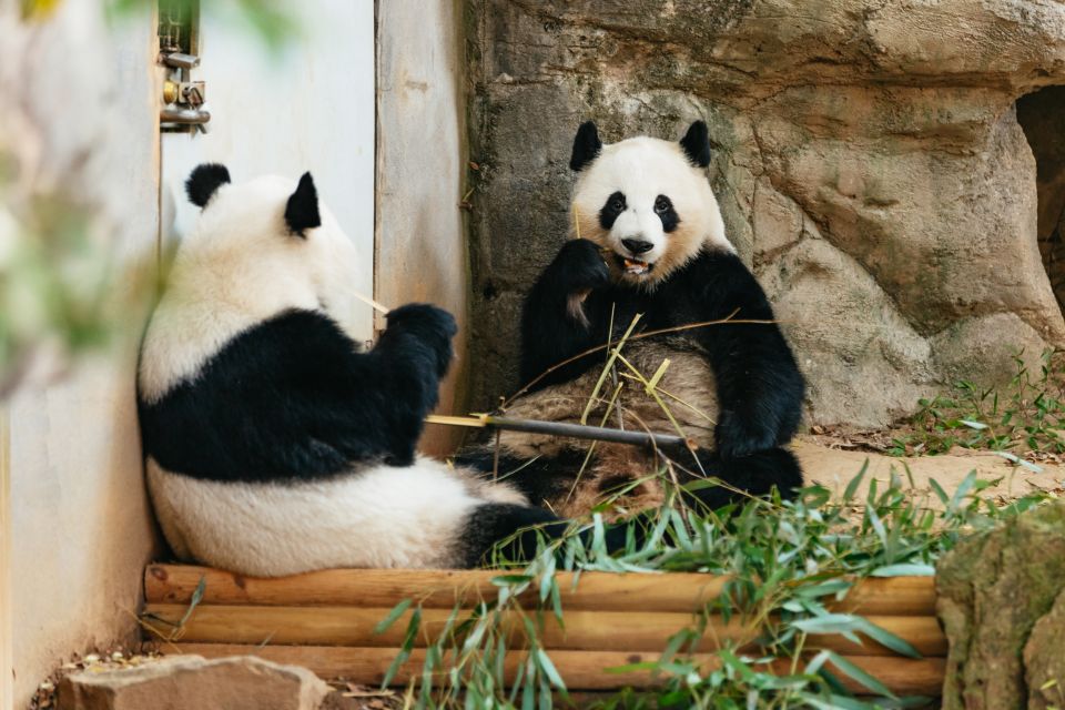 Atlanta: Zoo Atlanta General Admission Ticket - Exploring Zoo Atlanta: A Family-Friendly Adventure in Georgia
