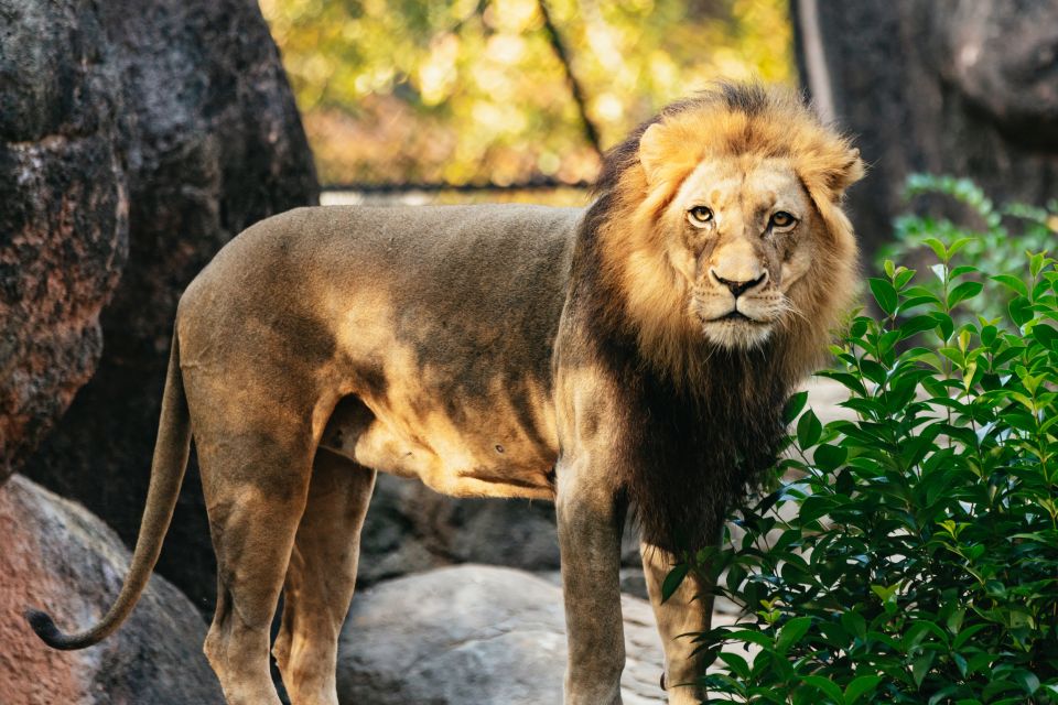 Atlanta: Zoo Atlanta General Admission Ticket - What to Expect from Your Visit to Zoo Atlanta