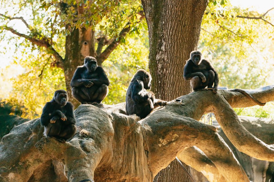 Atlanta: Zoo Atlanta General Admission Ticket - Practical Tips for Visiting Zoo Atlanta