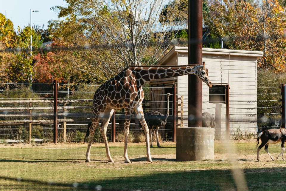 Atlanta: Zoo Atlanta General Admission Ticket - Who Will Love Zoo Atlanta?