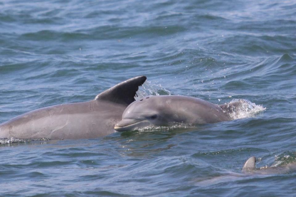 Atlantic City: Dolphin Watching Ocean Cruise Adventure - The Value of the Experience