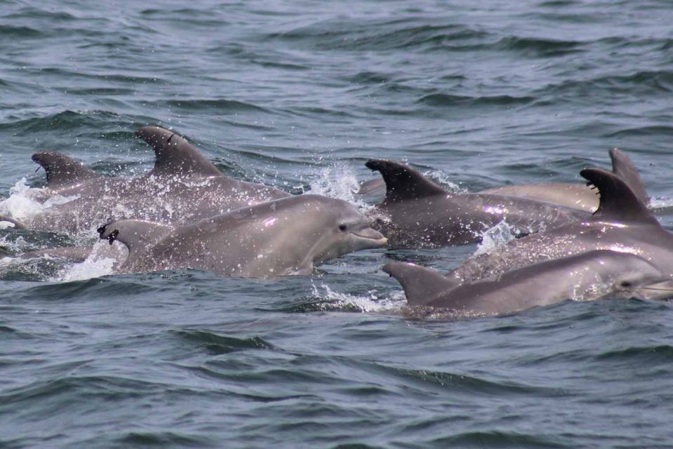 Atlantic City: Dolphin Watching Ocean Cruise Adventure - FAQ