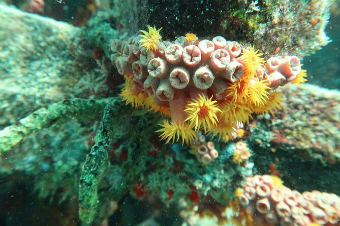 Atlantic Ocean Snorkeling Experience - Key Points
