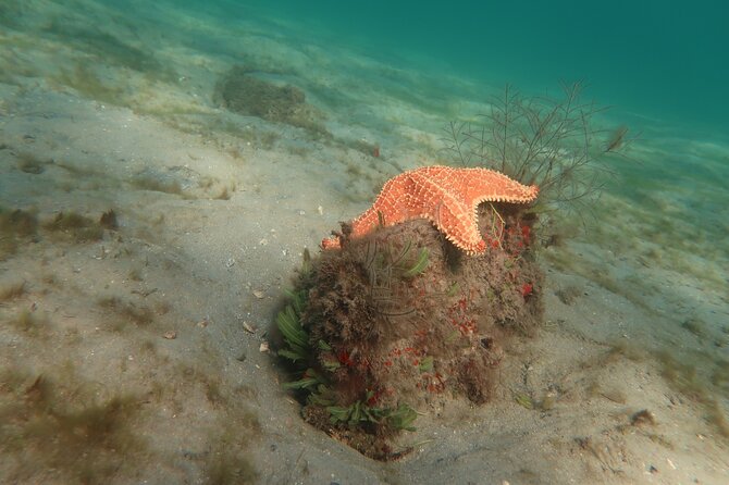 Atlantic Ocean Snorkeling Experience - A Deep Dive into the Atlantic Ocean Snorkeling Experience