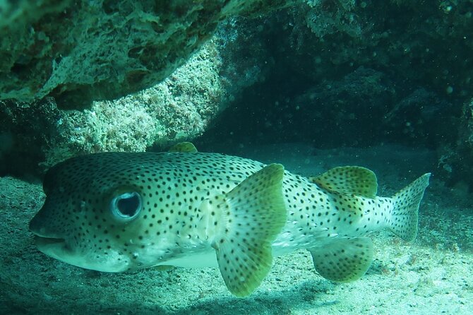 Atlantic Ocean Snorkeling Experience - Final Thoughts