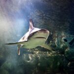 Auburn Hills: Legoland and Sea Life Aquarium Combo Ticket - Authentic Experiences from Visitors