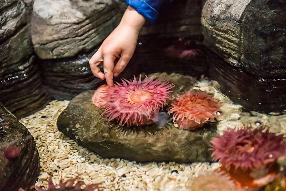 Auburn Hills: Legoland and Sea Life Aquarium Combo Ticket - Is This Experience Worth It?