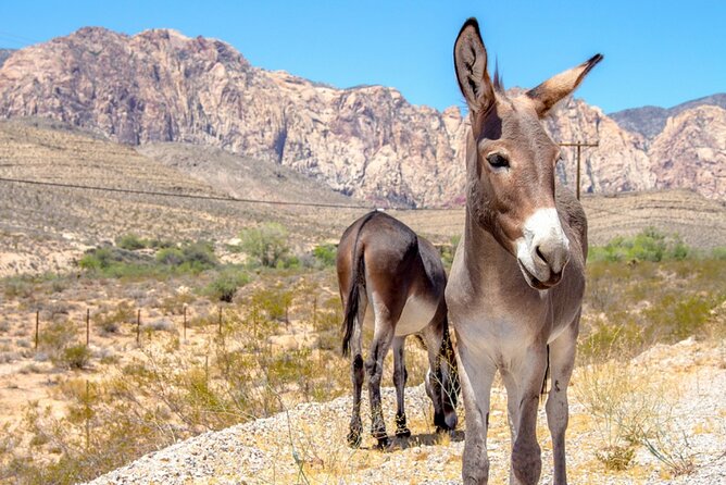 Audio Driving Tour: Grand Canyon West, Hoover Dam Red Rock Canyon - Who Is This Tour Best For?