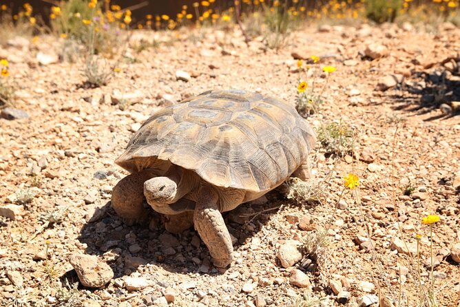 Audio Driving Tour: Grand Canyon West, Hoover Dam Red Rock Canyon - FAQ: Your Practical Questions Answered