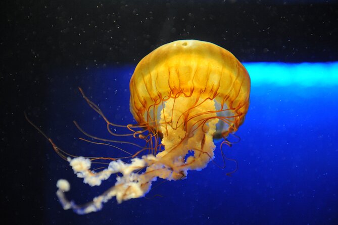Audubon Aquarium & Insectarium Ticket - Key Points